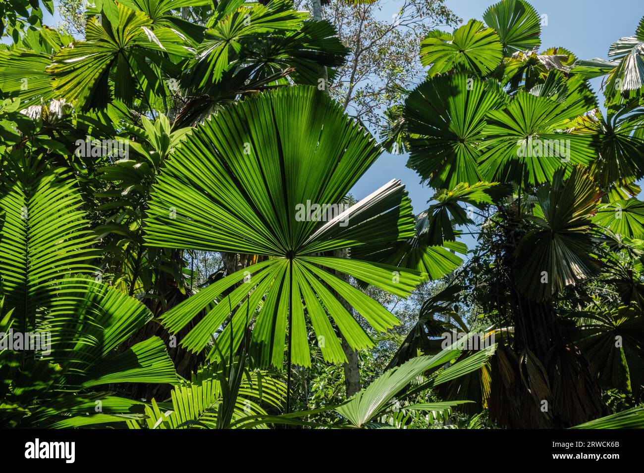 Australian fan palm licuala immagini e fotografie stock ad alta ...