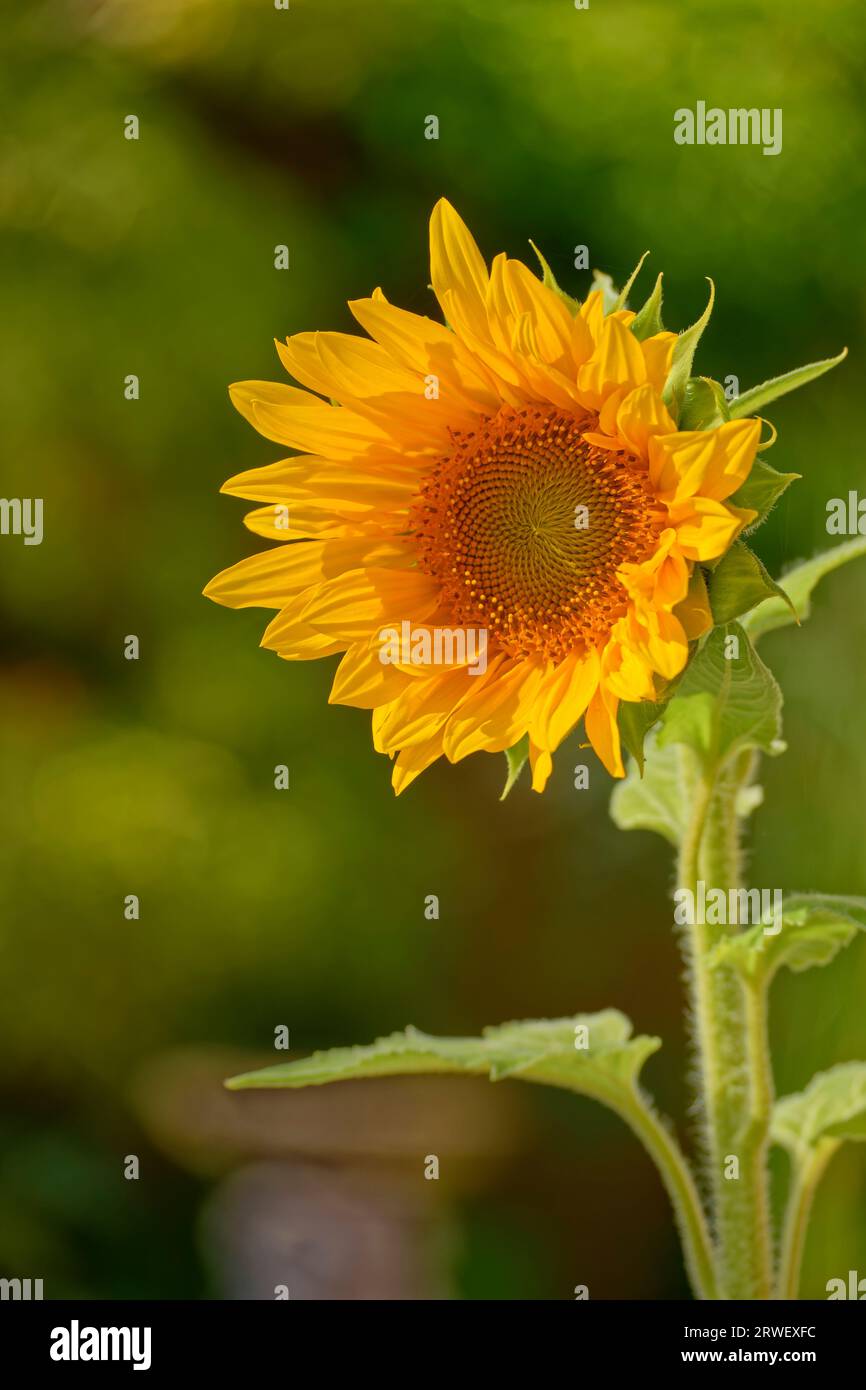 Girasol sunflower immagini e fotografie stock ad alta risoluzione - Alamy