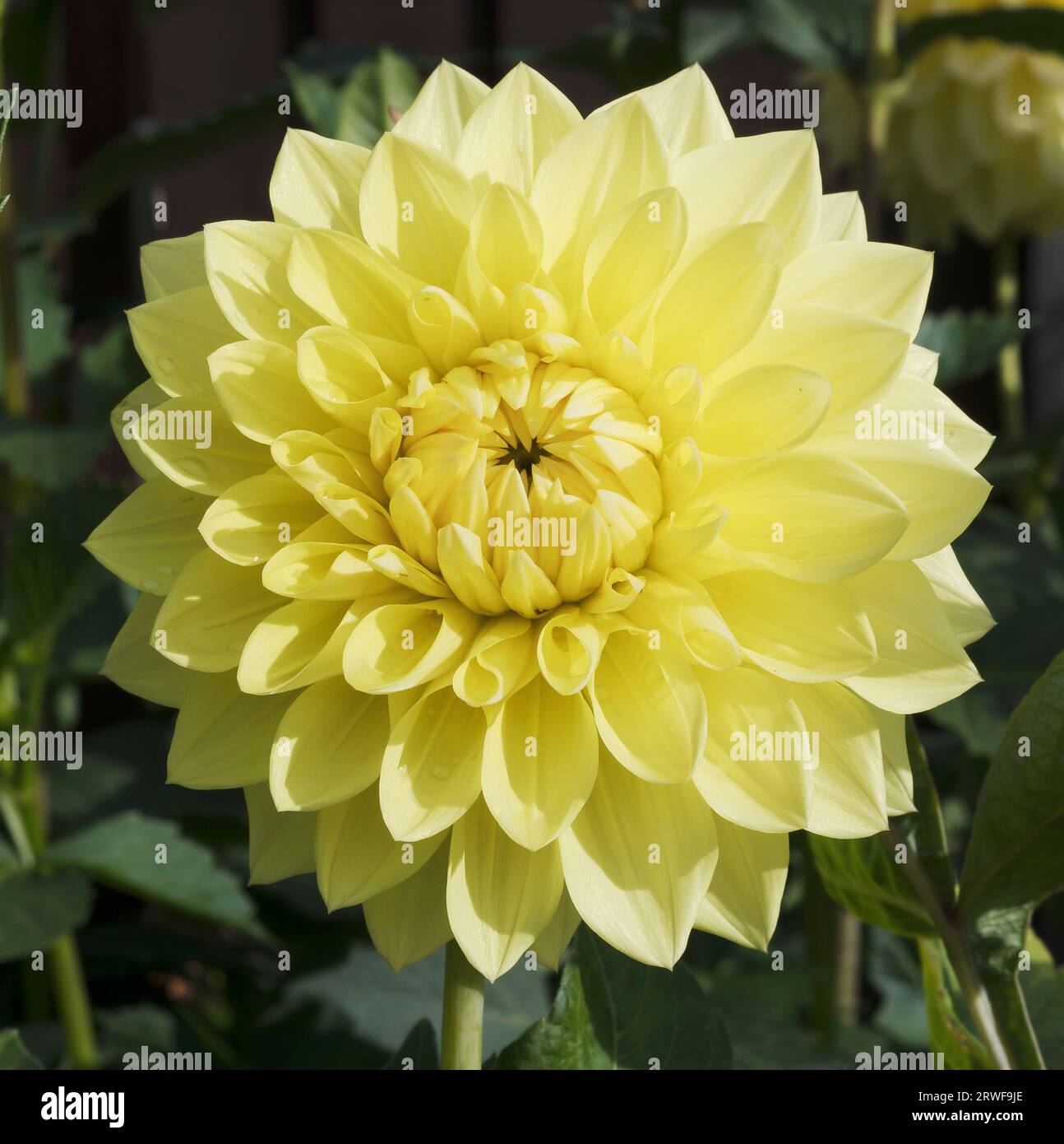Margaret rowe immagini e fotografie stock ad alta risoluzione - Alamy