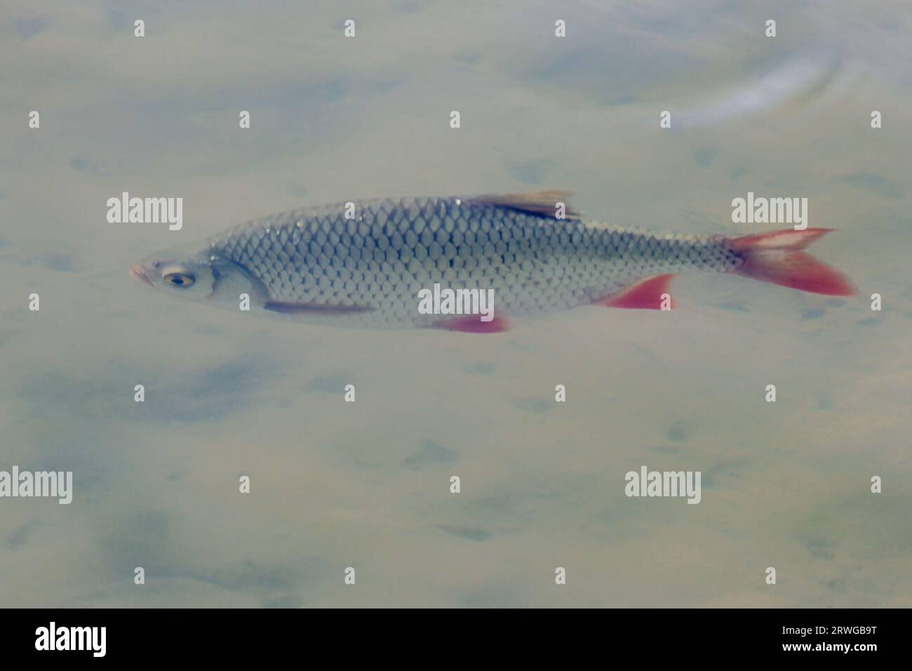 Pinne pinne pelviche immagini e fotografie stock ad alta risoluzione ...