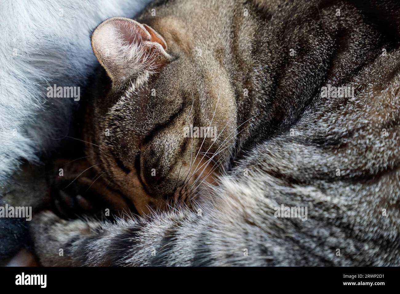 Gatto maculato marrone immagini e fotografie stock ad alta risoluzione ...