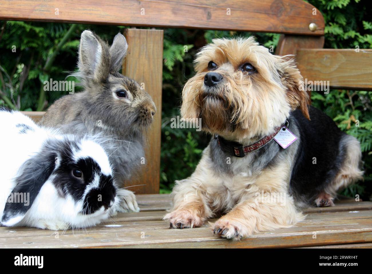 Conigli yorkshire immagini e fotografie stock ad alta risoluzione - Alamy
