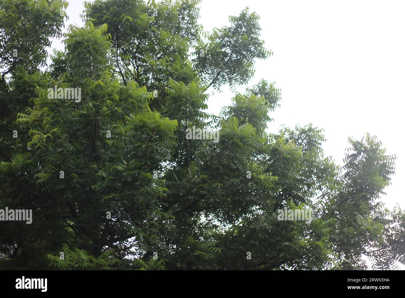 Albero della medicina ayurvedica immagini e fotografie stock ad alta ...