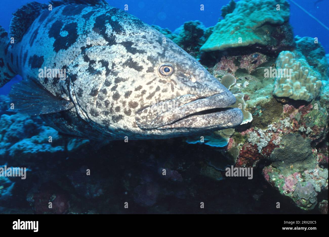 Cernia gigante immagini e fotografie stock ad alta risoluzione - Alamy