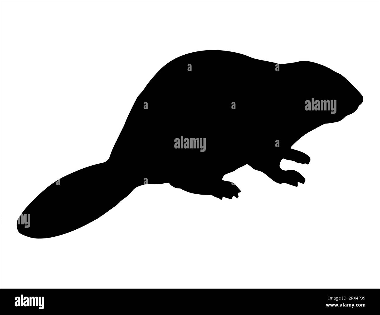 Disegno del castoro Immagini Vettoriali Stock - Alamy