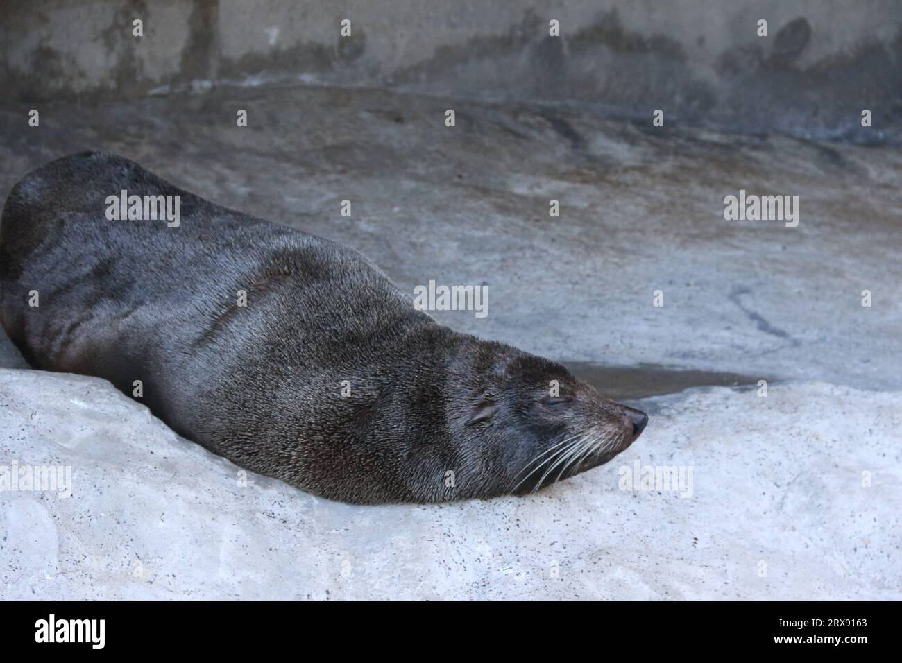 Australian sea lion neophoca cinerea immagini e fotografie stock ad ...