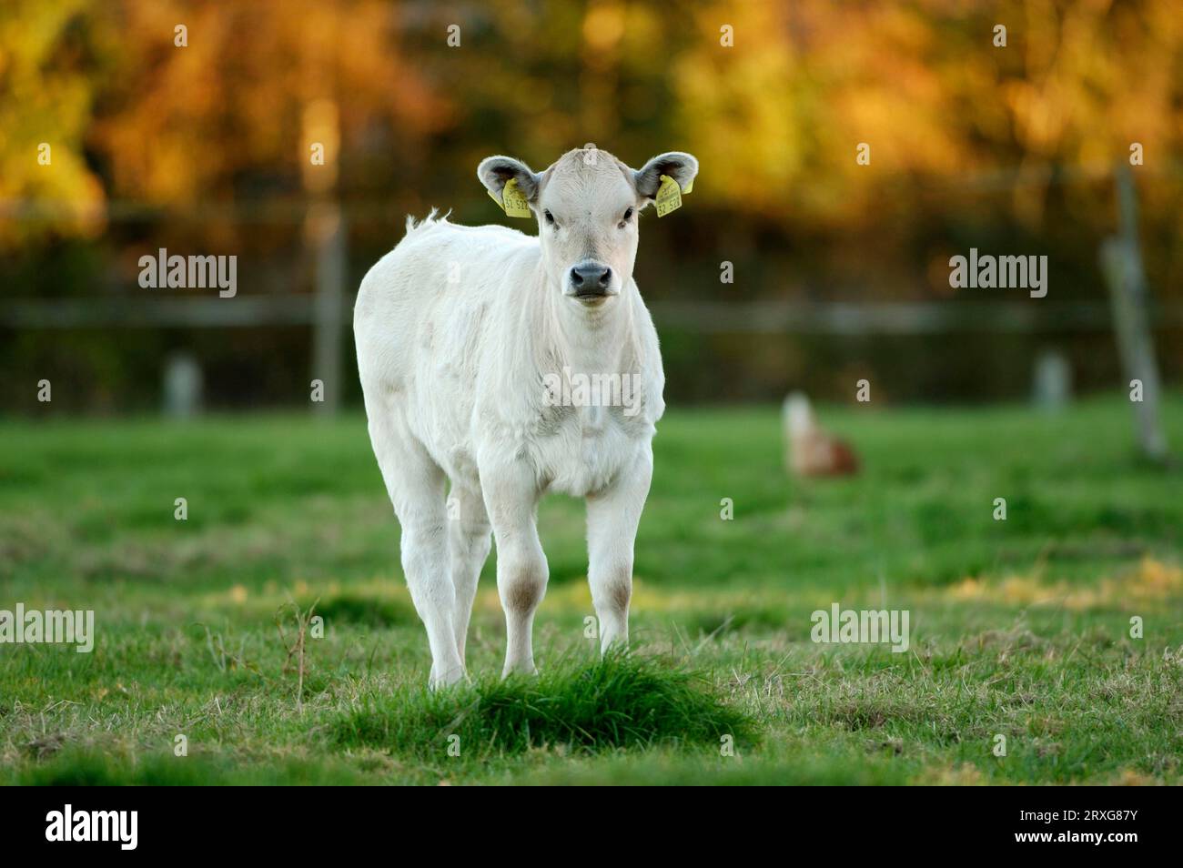 Bovini e vitelli immagini e fotografie stock ad alta risoluzione - Alamy