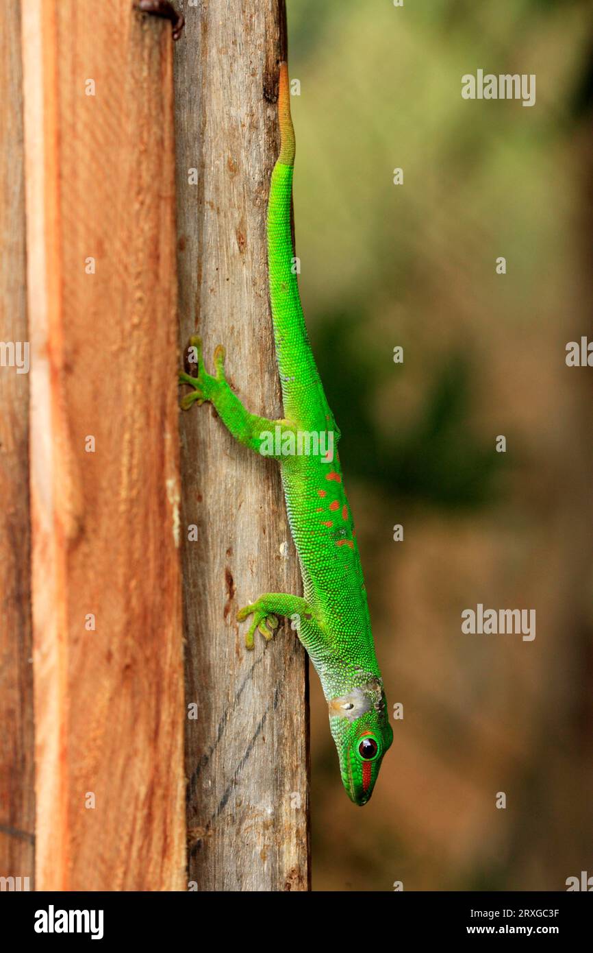 Madagascar giant day gecko immagini e fotografie stock ad alta ...
