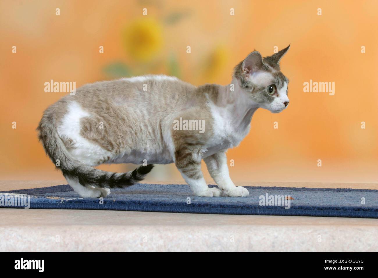 Gatto devon rex immagini e fotografie stock ad alta risoluzione - Alamy