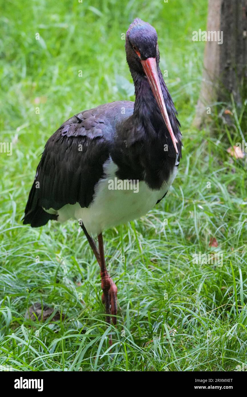 Der Schwarzstorch ist ein scheuer Wald- und Wiesenbewohner ...