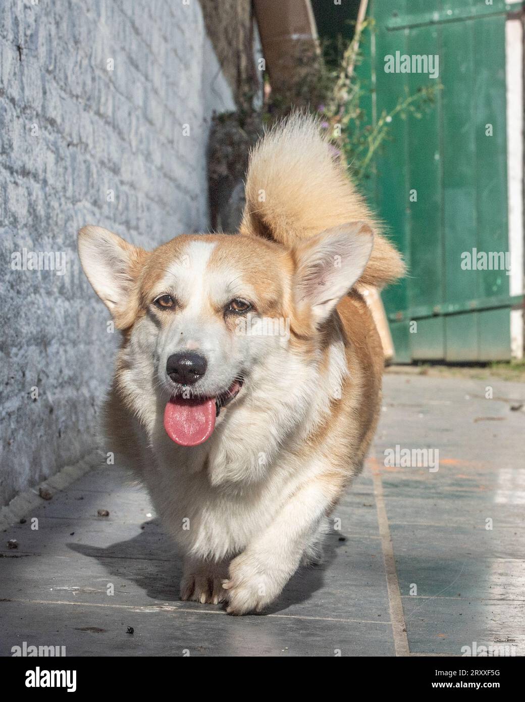 Pedigree corgi immagini e fotografie stock ad alta risoluzione - Alamy