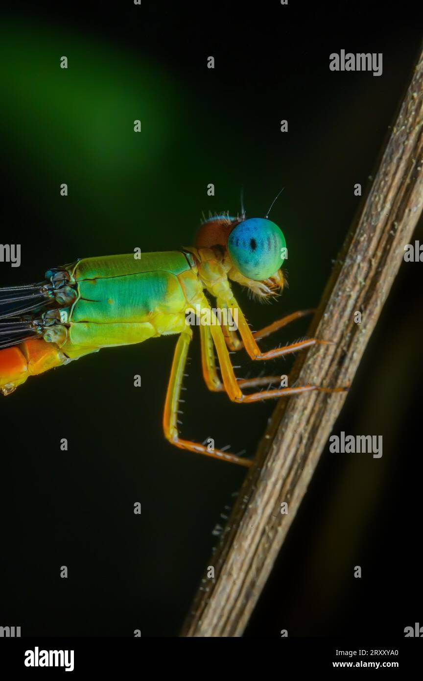 Meraviglie degli insetti immagini e fotografie stock ad alta ...