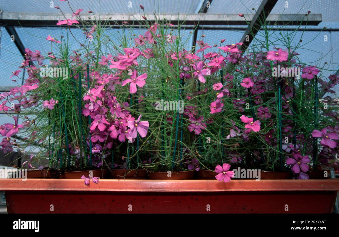 Byblis gigantea immagini e fotografie stock ad alta risoluzione - Alamy