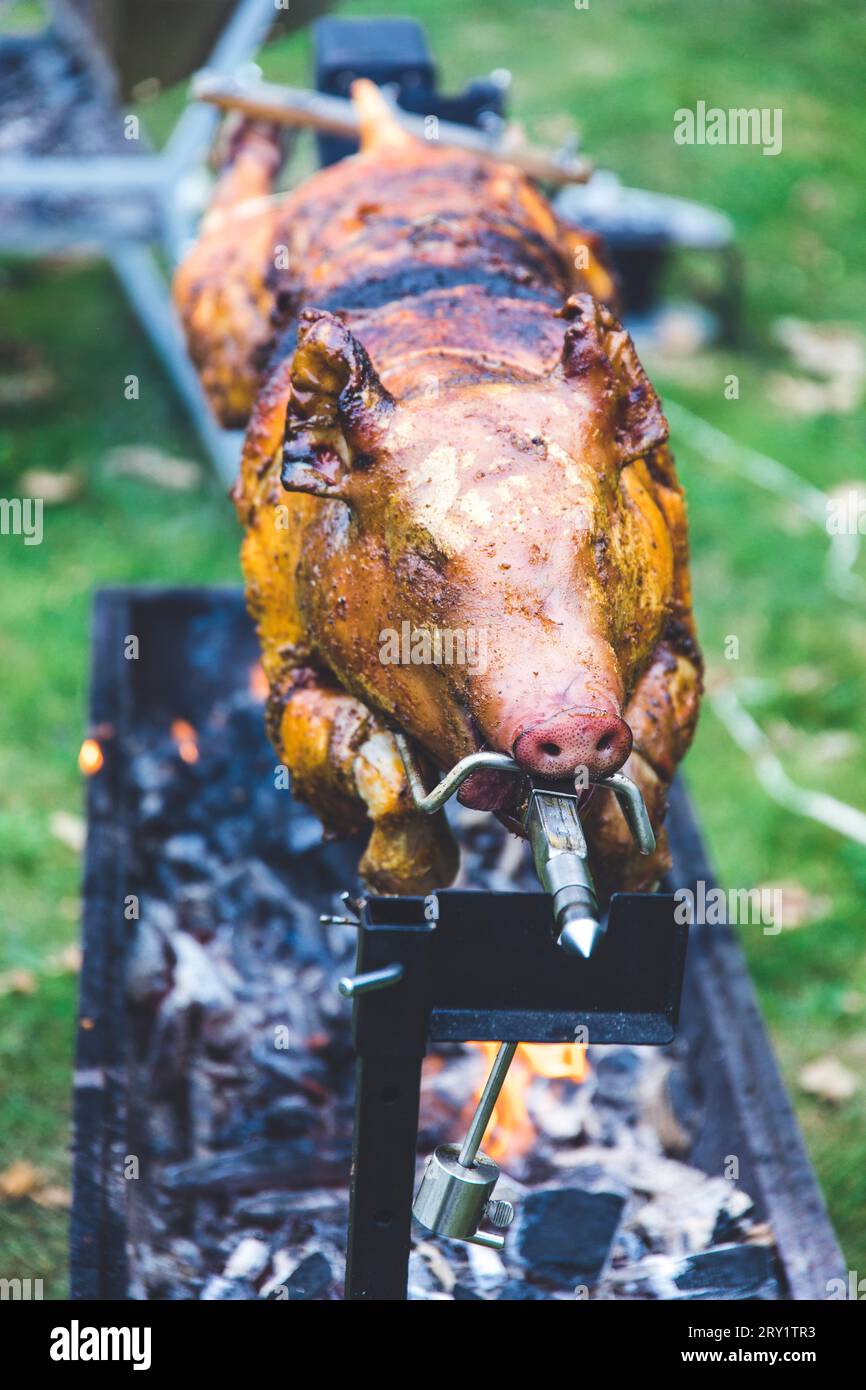Anatomia del maiale immagini e fotografie stock ad alta risoluzione - Alamy
