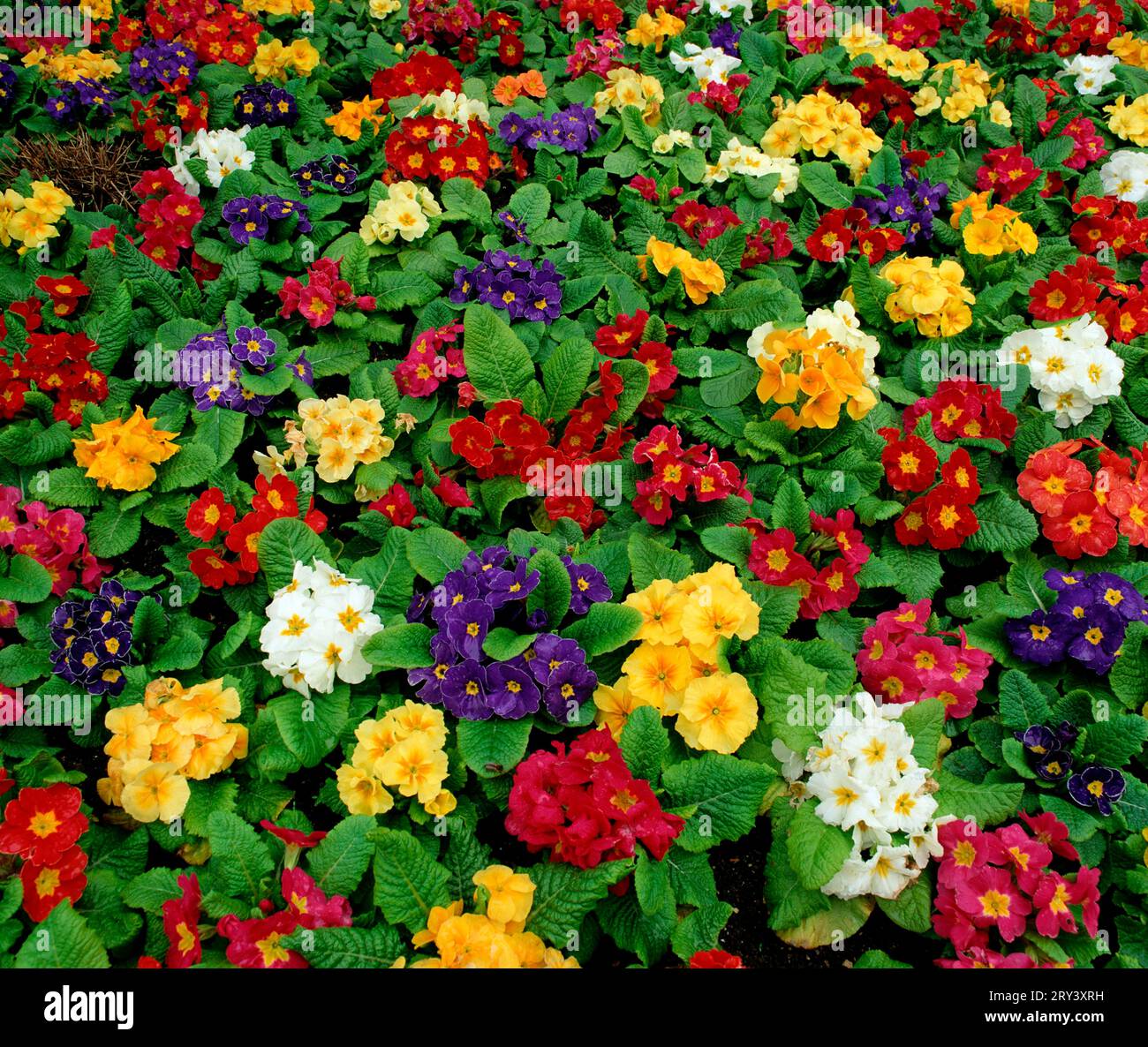 Botanica delle primule immagini e fotografie stock ad alta risoluzione ...