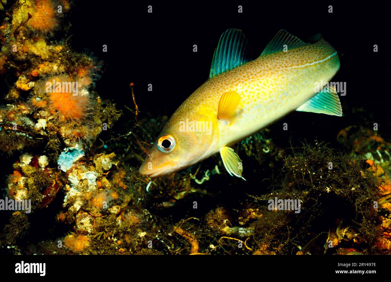 Pesce merluzzo murray immagini e fotografie stock ad alta risoluzione ...