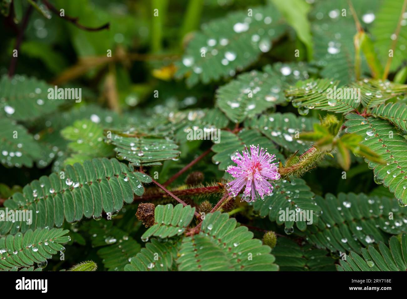 Acacia mimosa immagini e fotografie stock ad alta risoluzione - Alamy
