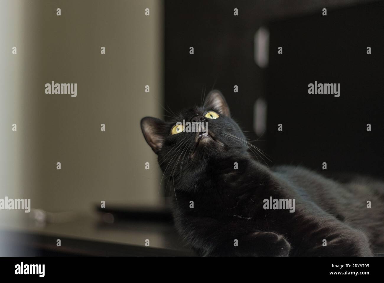 Faccia da meme di gatto immagini e fotografie stock ad alta risoluzione ...