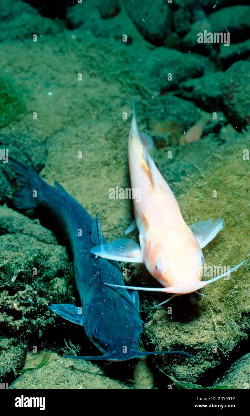 Albino catfish immagini e fotografie stock ad alta risoluzione - Alamy