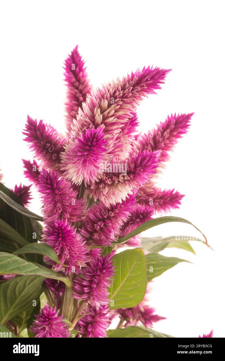 Celosia plant immagini e fotografie stock ad alta risoluzione - Alamy
