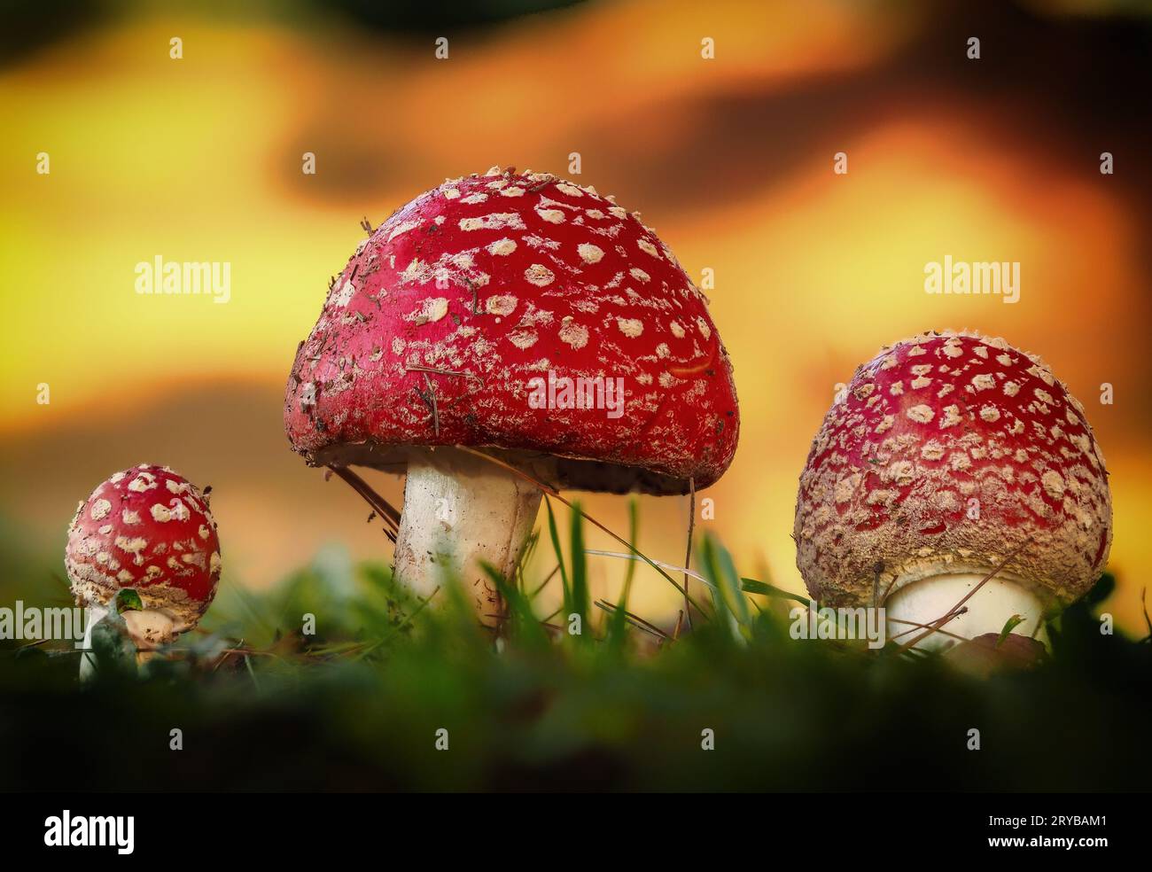 Funghi velenosi o tossici immagini e fotografie stock ad alta ...