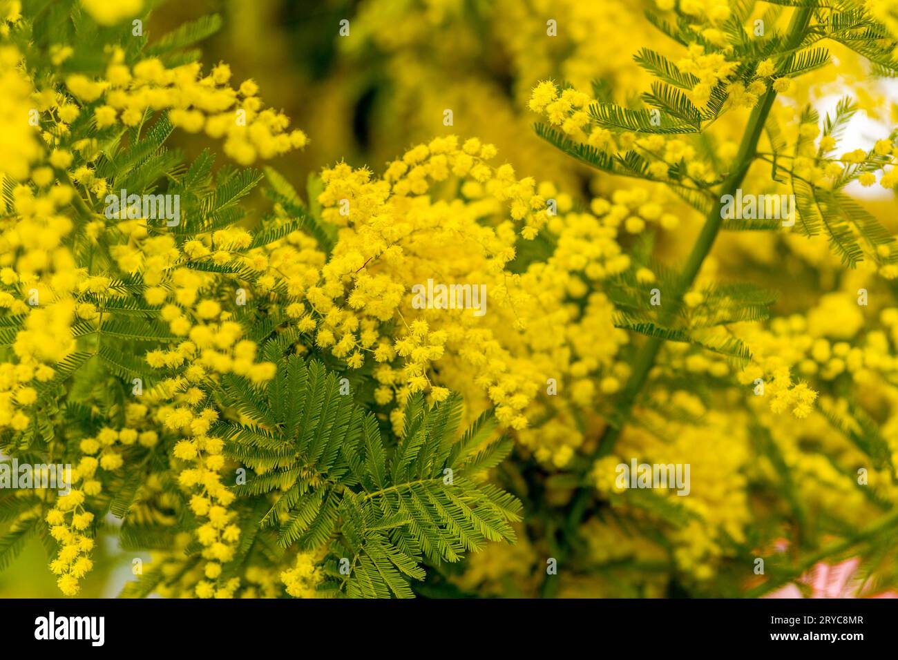 Fiore di mimosa immagini e fotografie stock ad alta risoluzione - Alamy