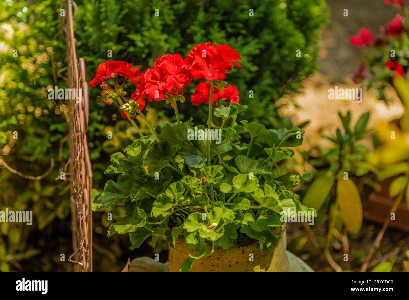 Geranien geranie immagini e fotografie stock ad alta risoluzione - Alamy