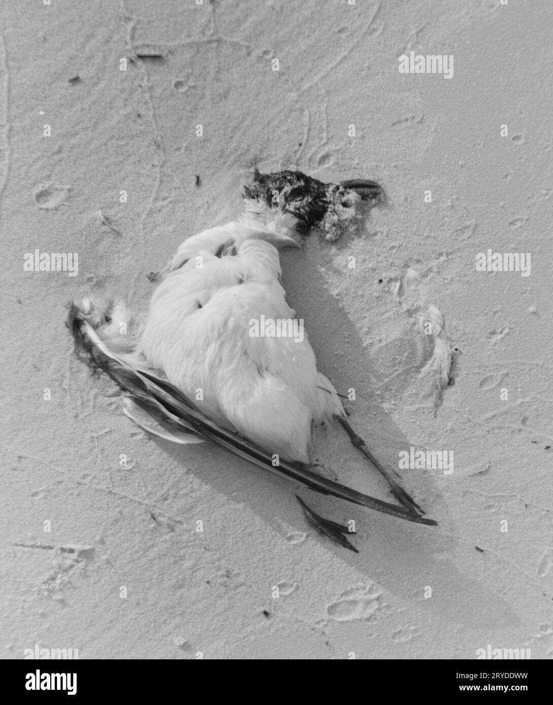 Spiagge inquinanti Foto e Immagini Stock in Bianco e Nero - Alamy