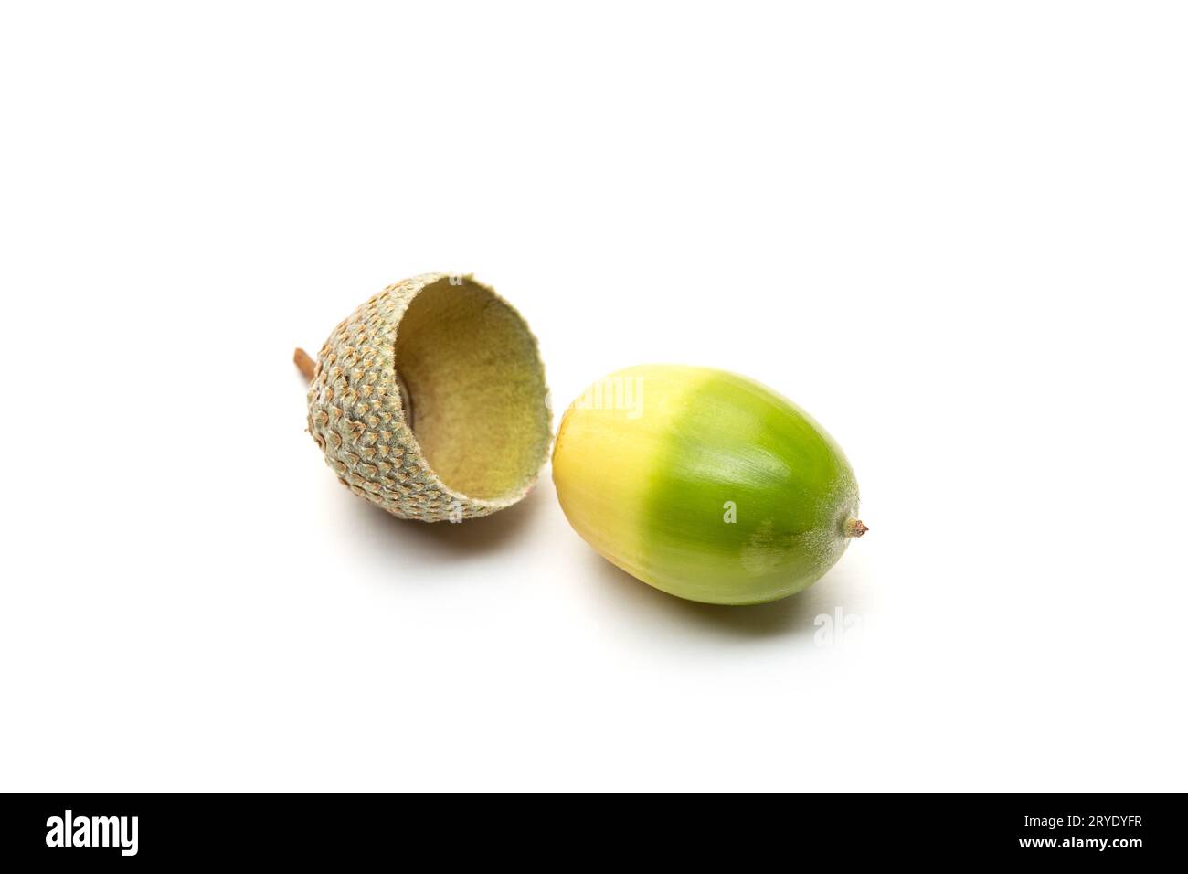 Forza della ghianda immagini e fotografie stock ad alta risoluzione - Alamy
