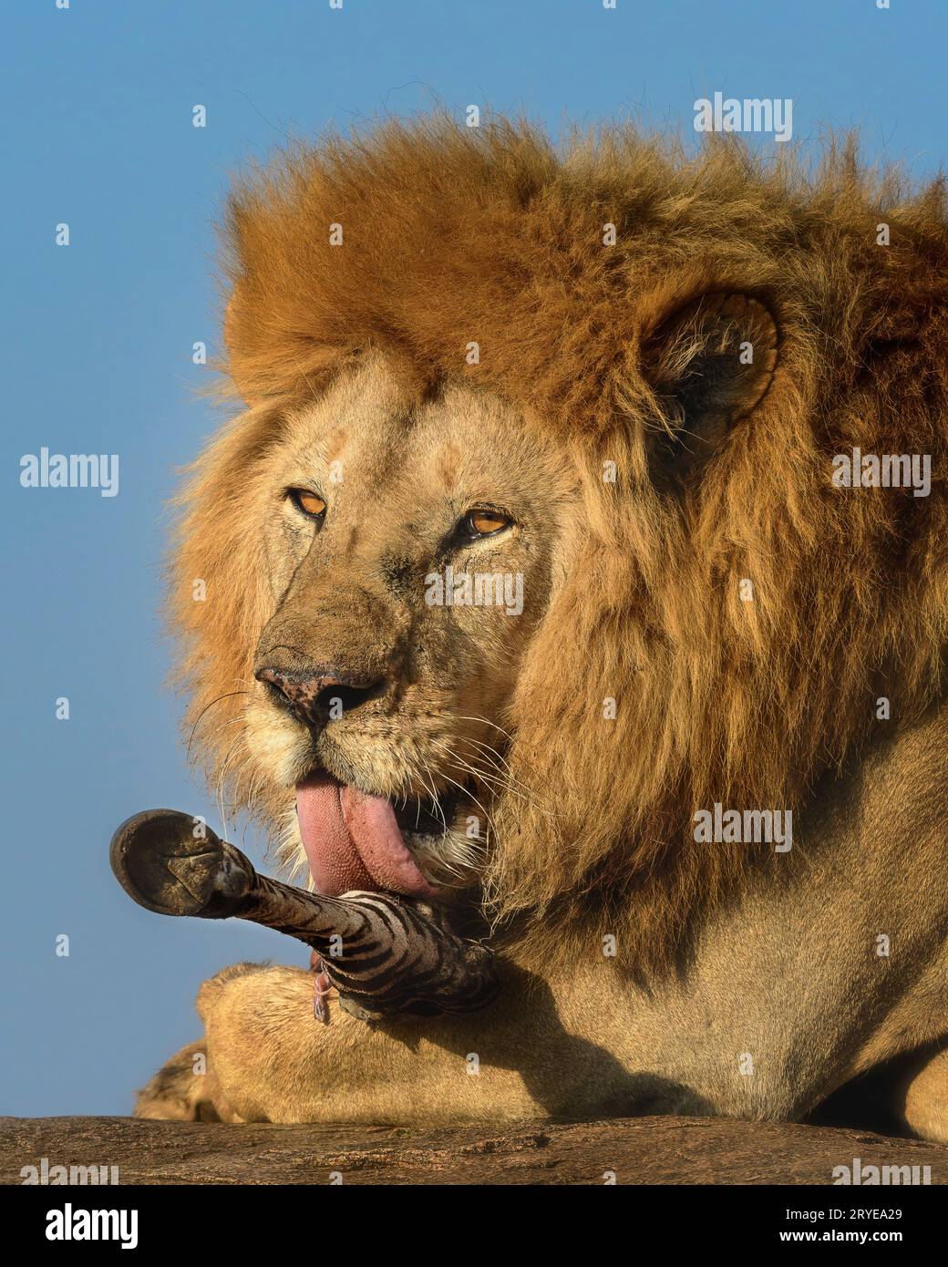 Caccia al leone preda immagini e fotografie stock ad alta risoluzione ...