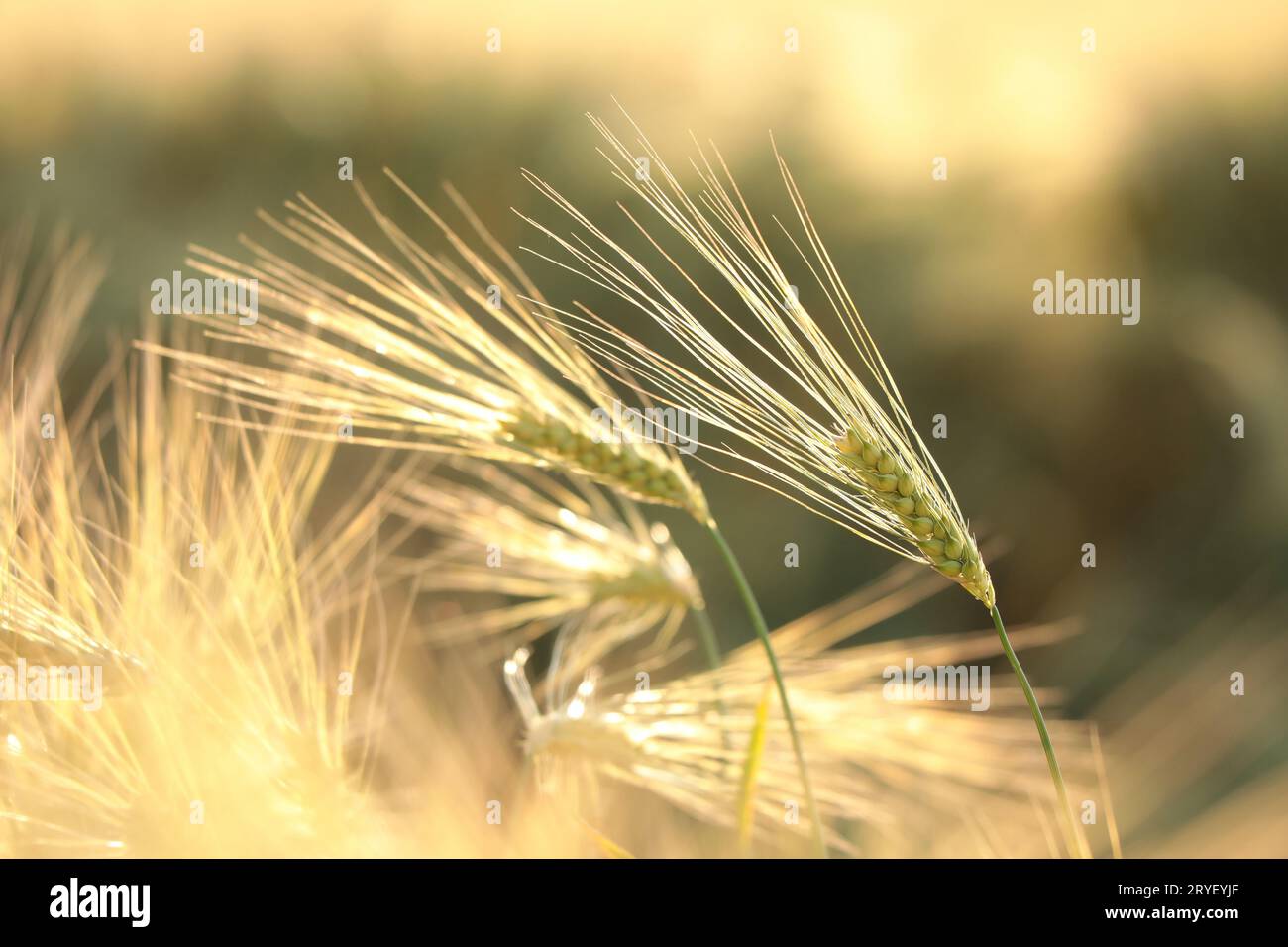 Gambo di grano macro immagini e fotografie stock ad alta risoluzione ...