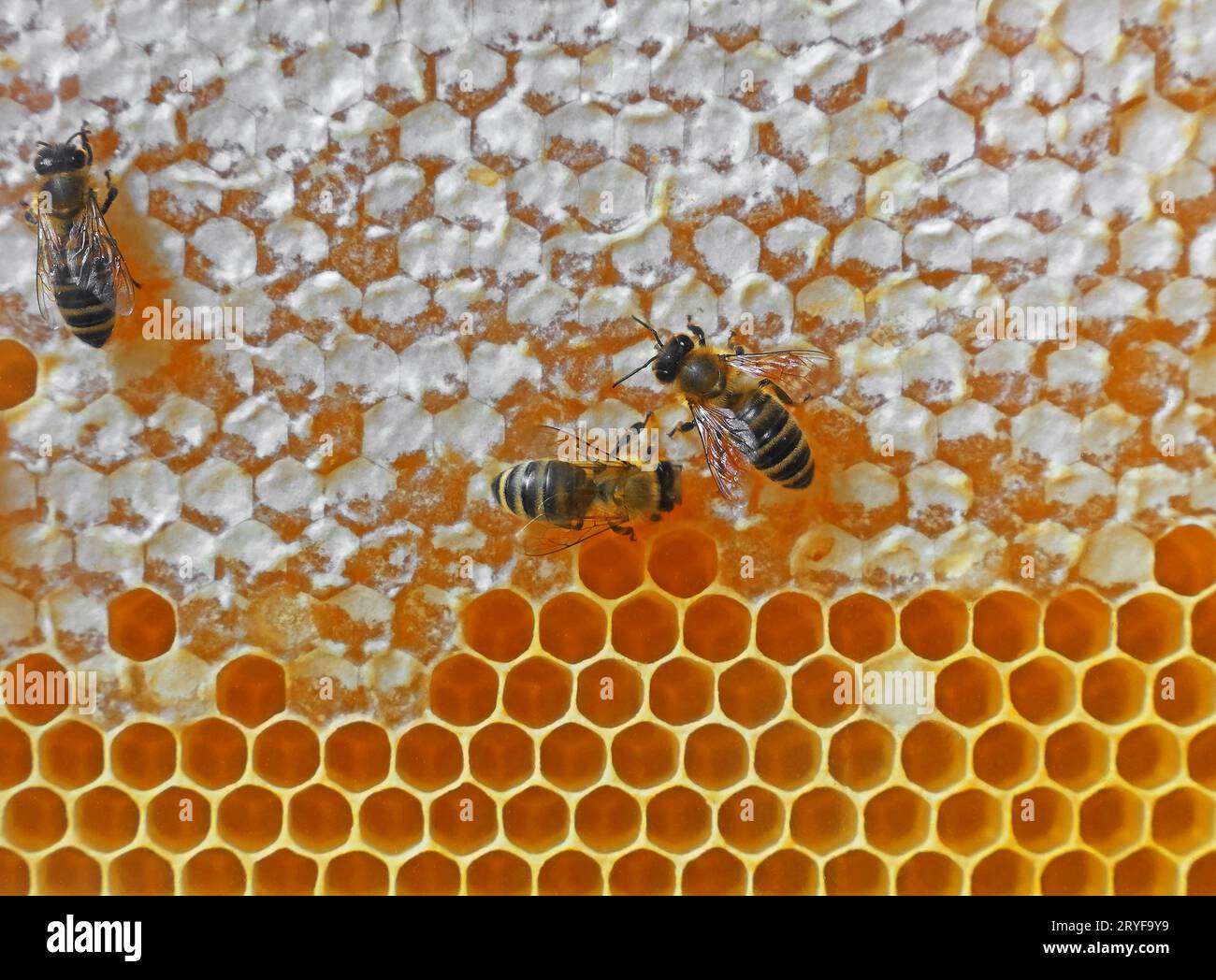 Struttura del miele immagini e fotografie stock ad alta risoluzione - Alamy