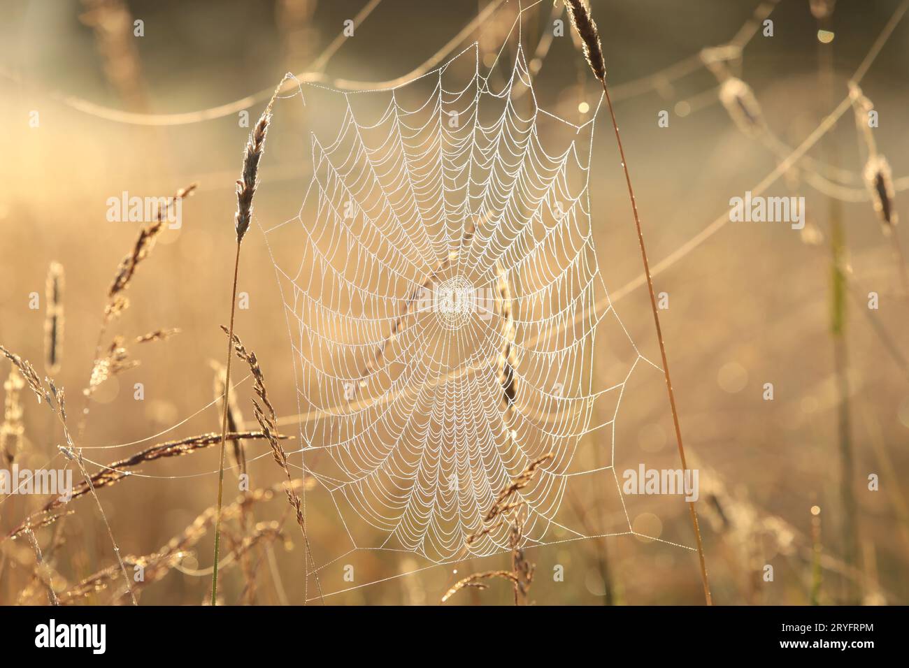 Ragno fuori immagini e fotografie stock ad alta risoluzione - Alamy