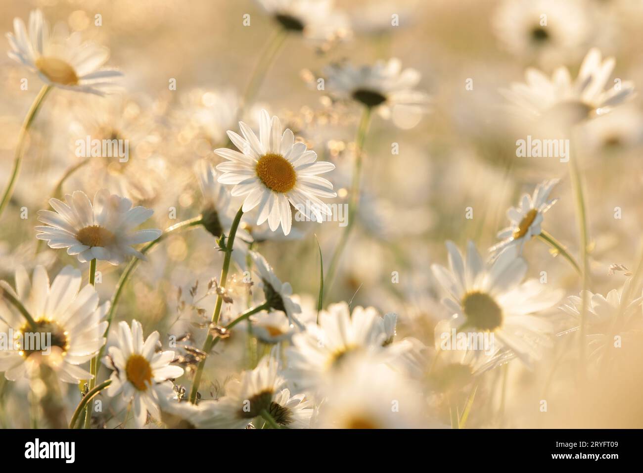 Margherite all'esterno immagini e fotografie stock ad alta risoluzione ...