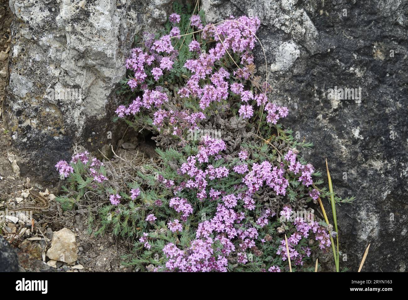 Timo selvatico comune immagini e fotografie stock ad alta risoluzione ...