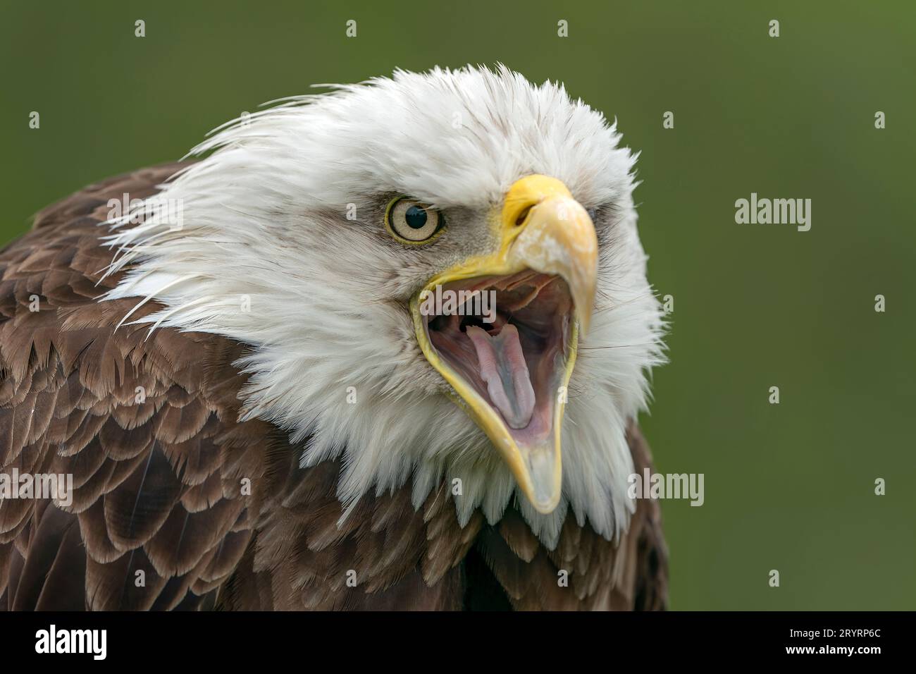 Simbolo dell'aquila americana immagini e fotografie stock ad alta ...