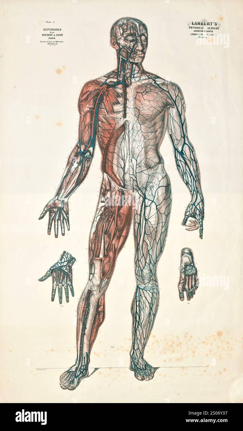 Corpo umano dal davanti che mostra i vasi sanguigni. Anatomia pittorica ...