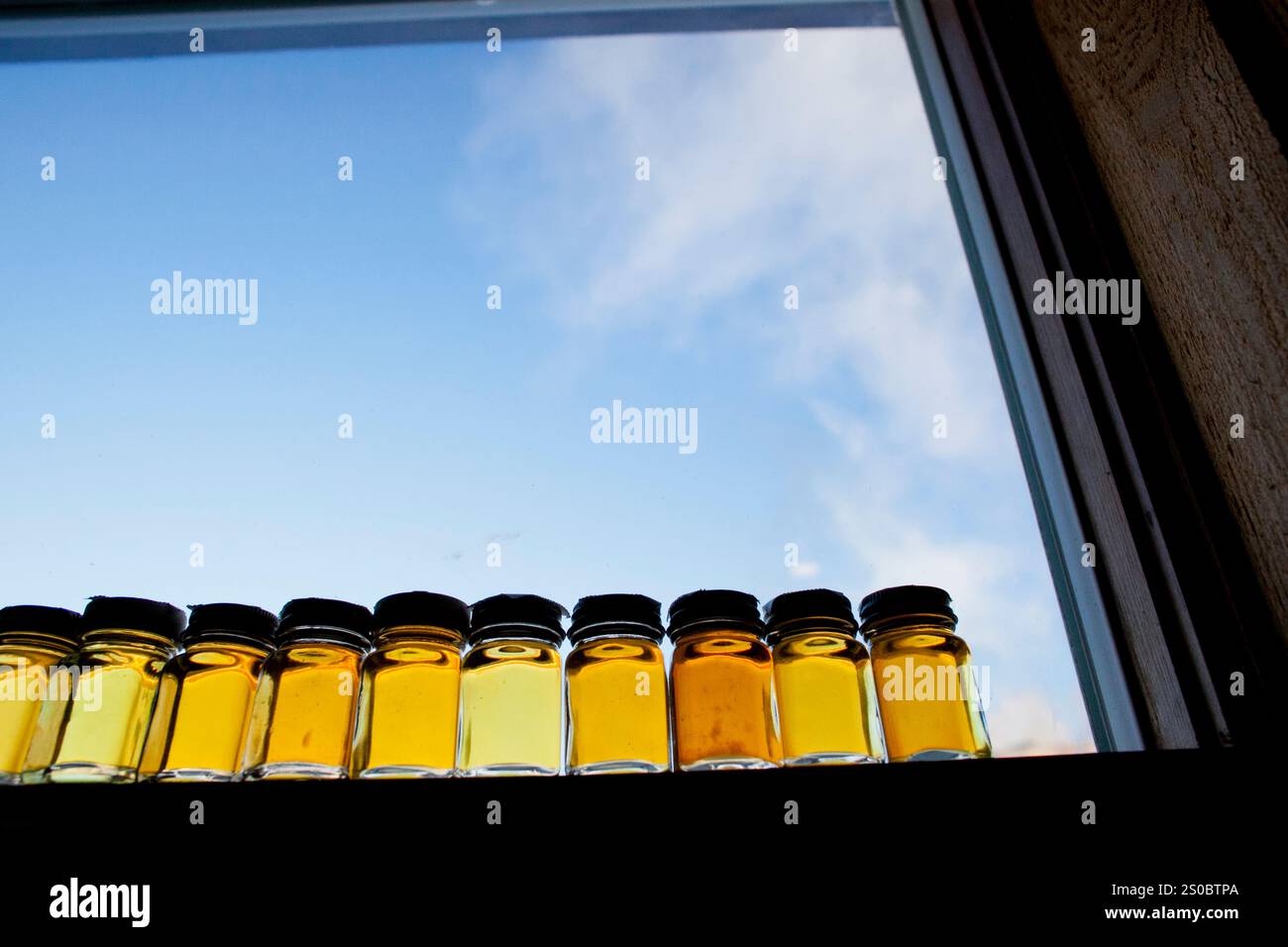 Rows of syrup samples, taken from each barrel to track flavor and grade ...