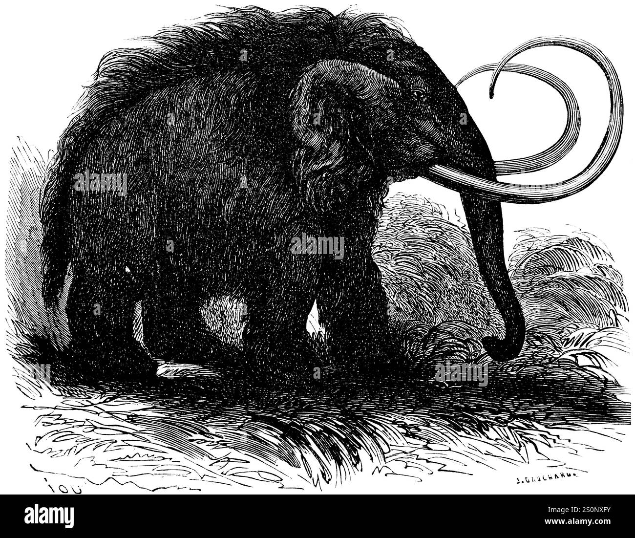 Mammut gigantesco Foto e Immagini Stock in Bianco e Nero - Alamy