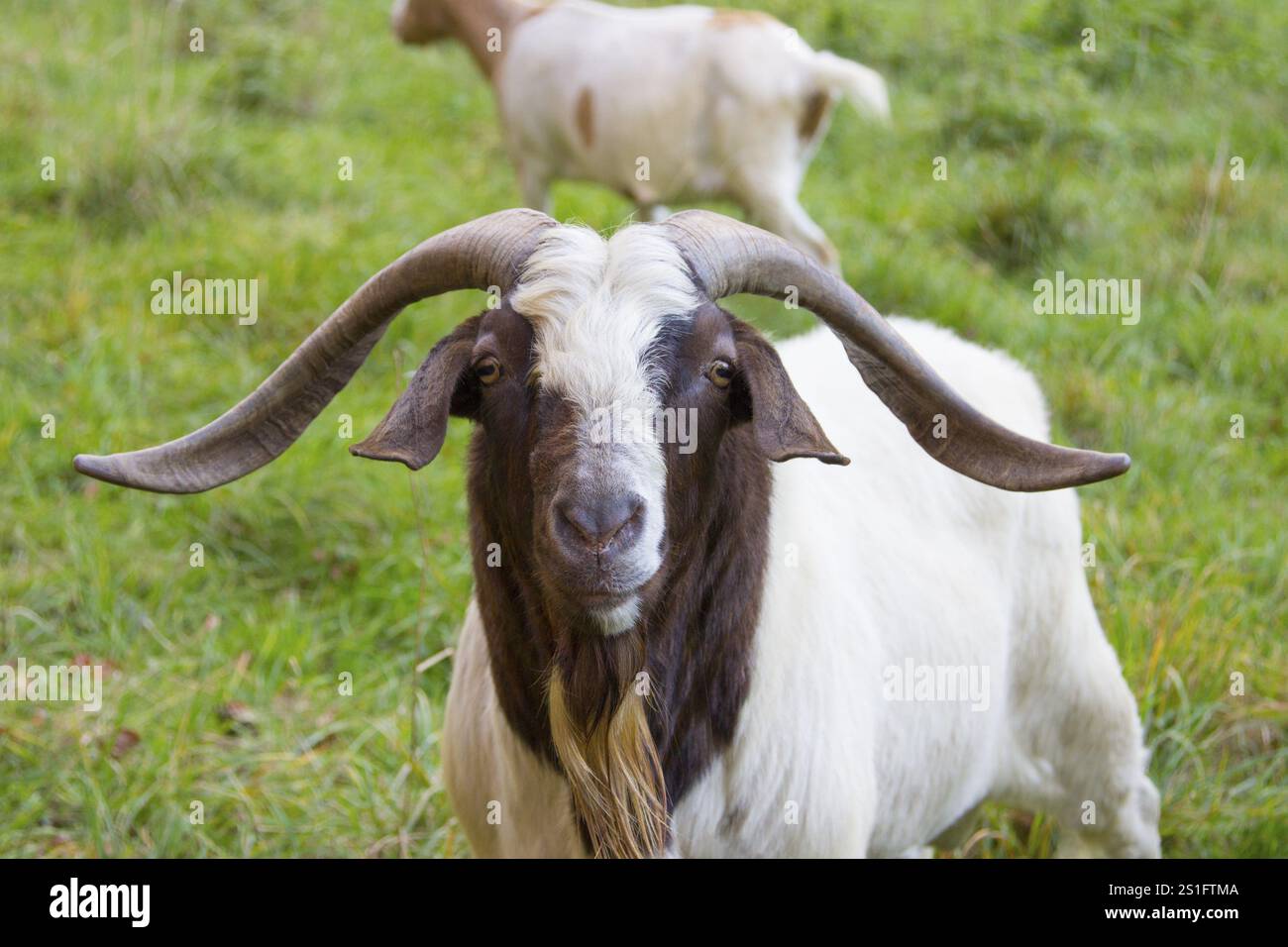 Capretta con le corna immagini e fotografie stock ad alta risoluzione ...