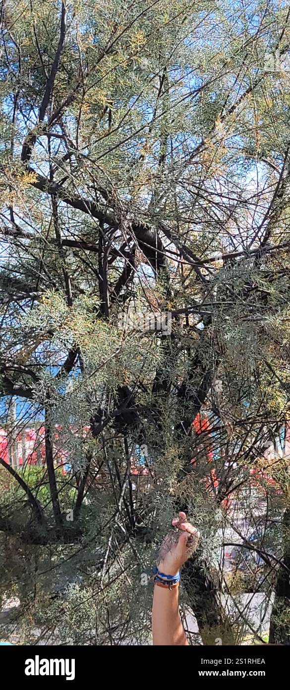 African tamarisk tamarix africana immagini e fotografie stock ad alta ...