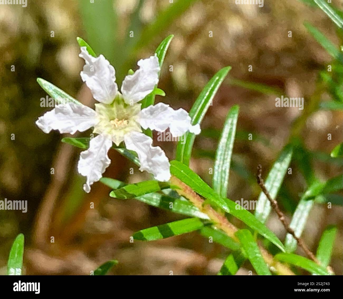 Family lythraceae immagini e fotografie stock ad alta risoluzione - Alamy