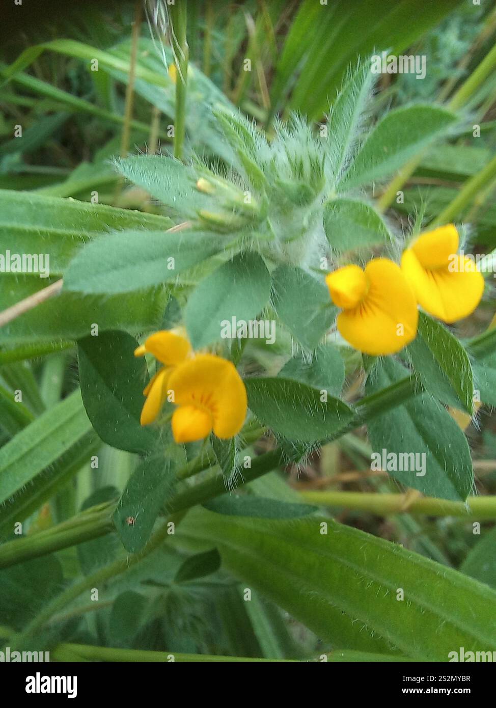 Piede di uccelli peloso immagini e fotografie stock ad alta risoluzione ...