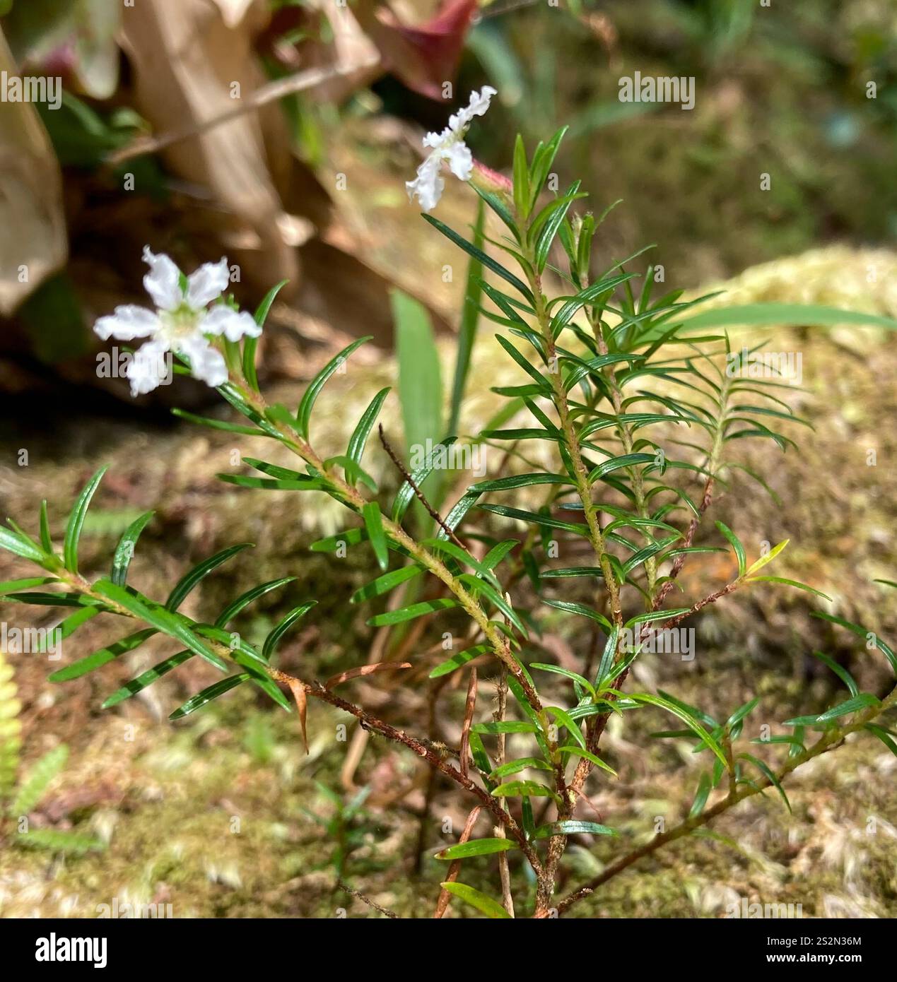 Family lythraceae immagini e fotografie stock ad alta risoluzione - Alamy
