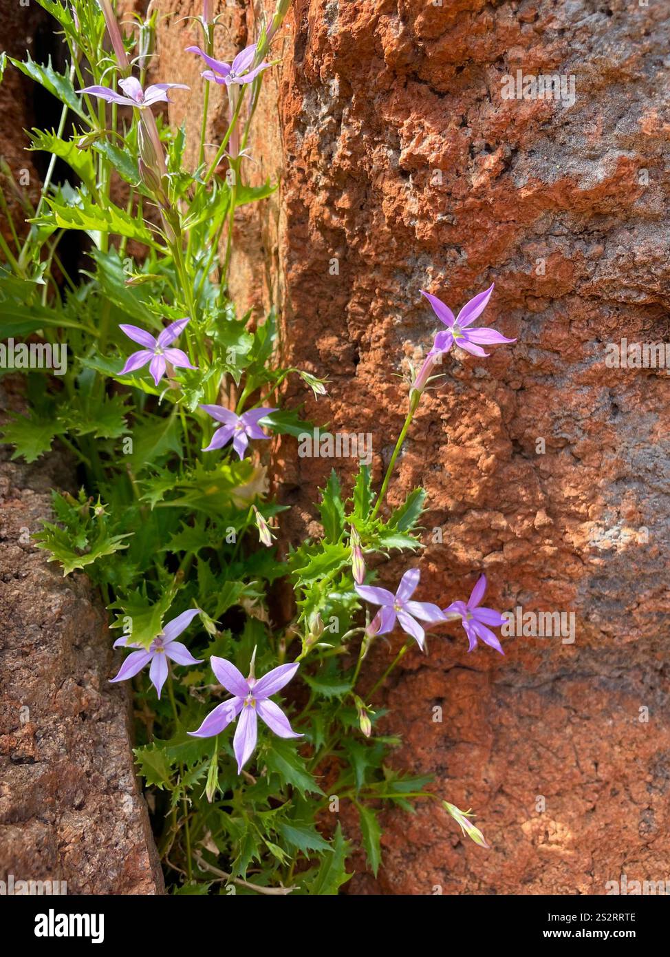 Isotoma di roccia immagini e fotografie stock ad alta risoluzione - Alamy
