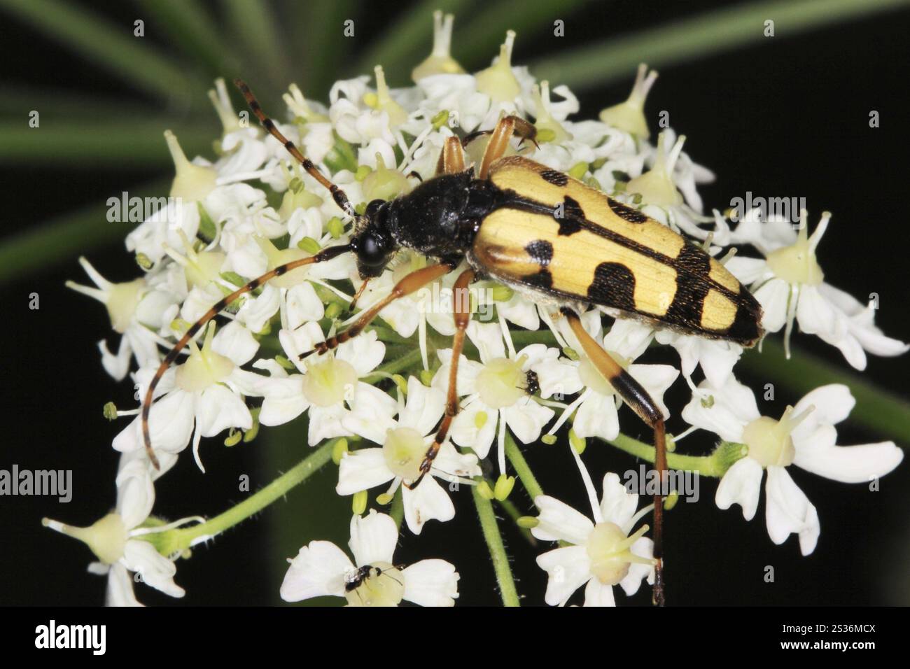 Longhorn beetles long horned beetles cerambycidae immagini e fotografie ...