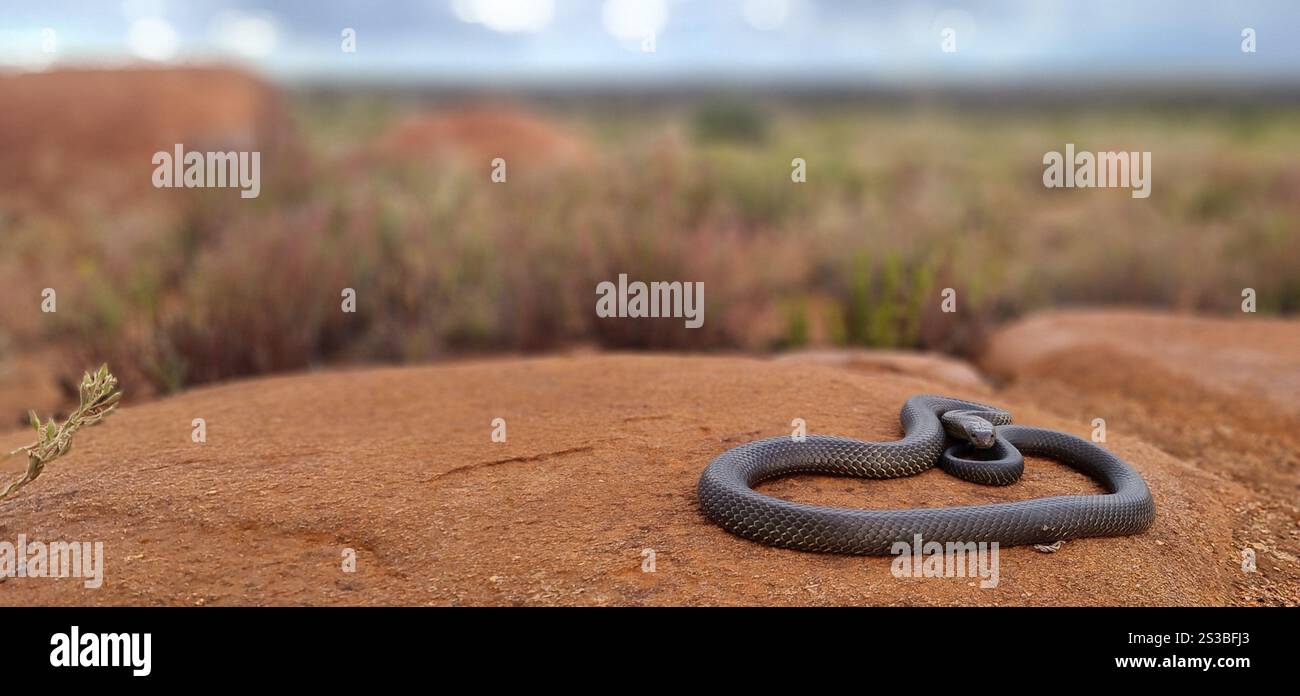 Pseudechis australis immagini e fotografie stock ad alta risoluzione ...