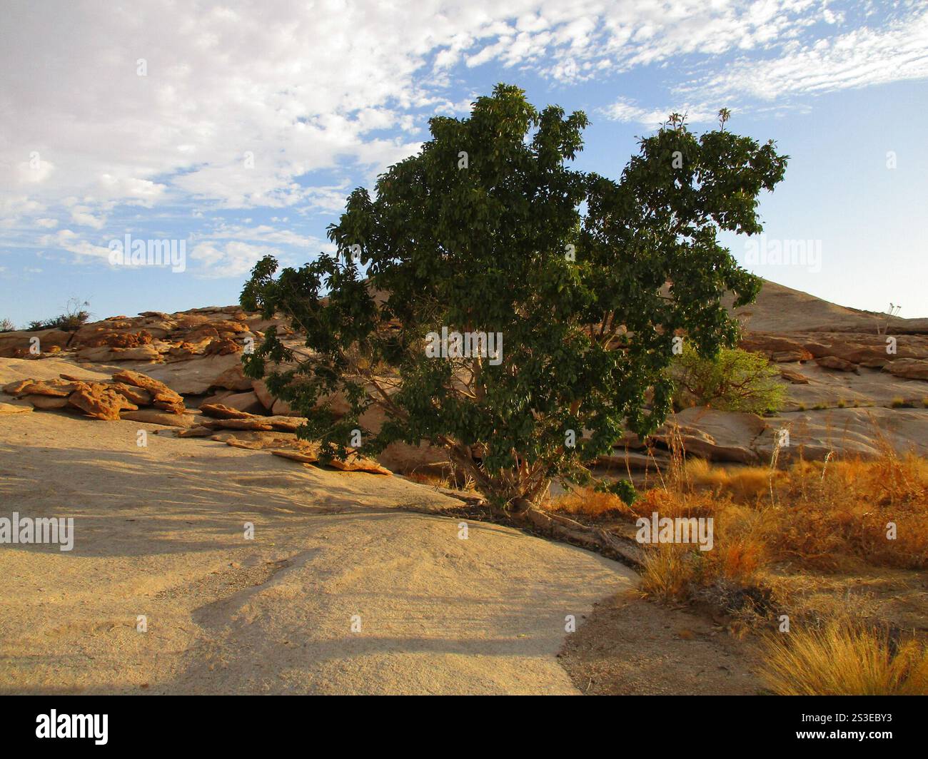 Ficus cordata immagini e fotografie stock ad alta risoluzione - Alamy