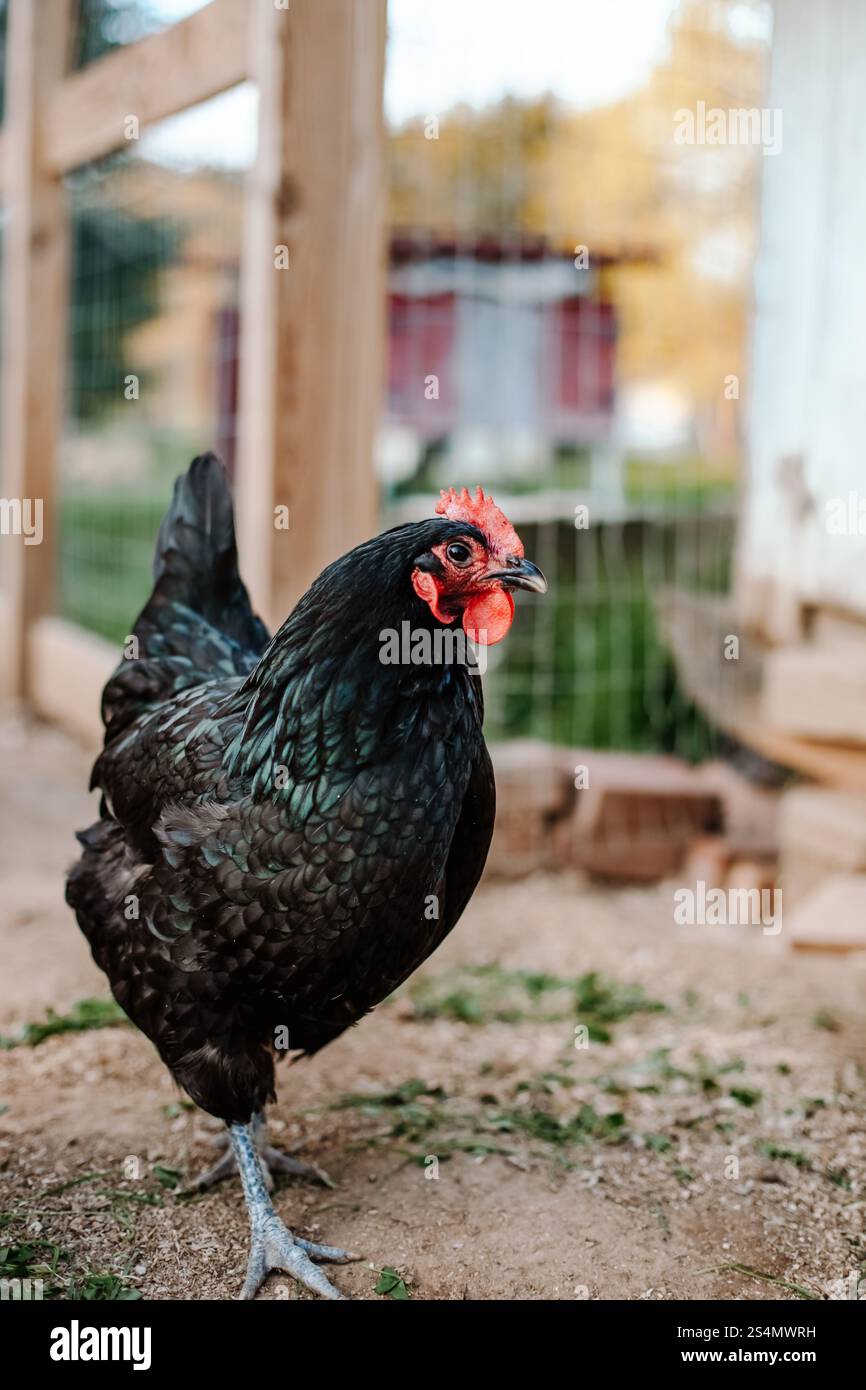 Gallina australorp immagini e fotografie stock ad alta risoluzione - Alamy