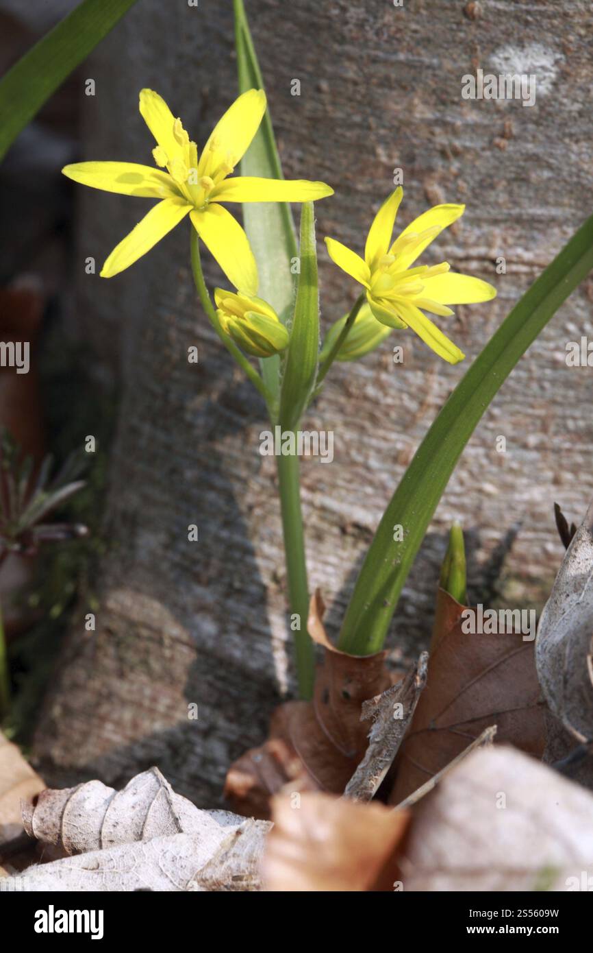 Stern von bethlehem immagini e fotografie stock ad alta risoluzione - Alamy